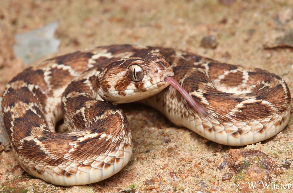 Preventing snake bites