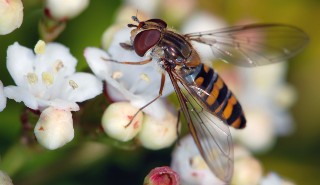 Biodiversity boost from new global university alliance - University of ...
